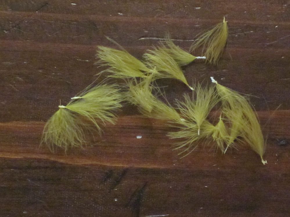 CDC Oiler Puffs - Beartooth Flyfishing